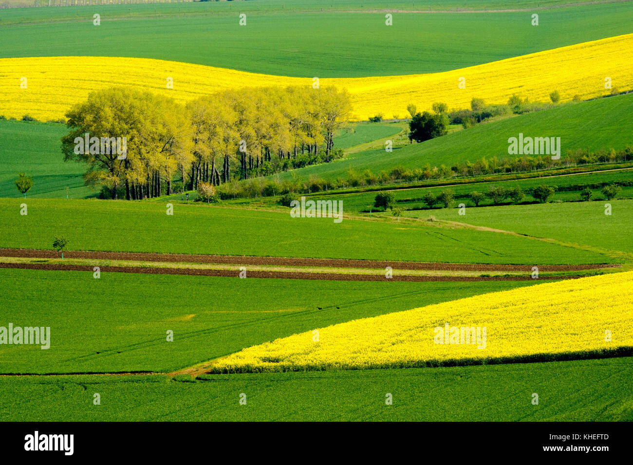 Wavy meadows spring landscape in South Moravia Stock Photo - Alamy