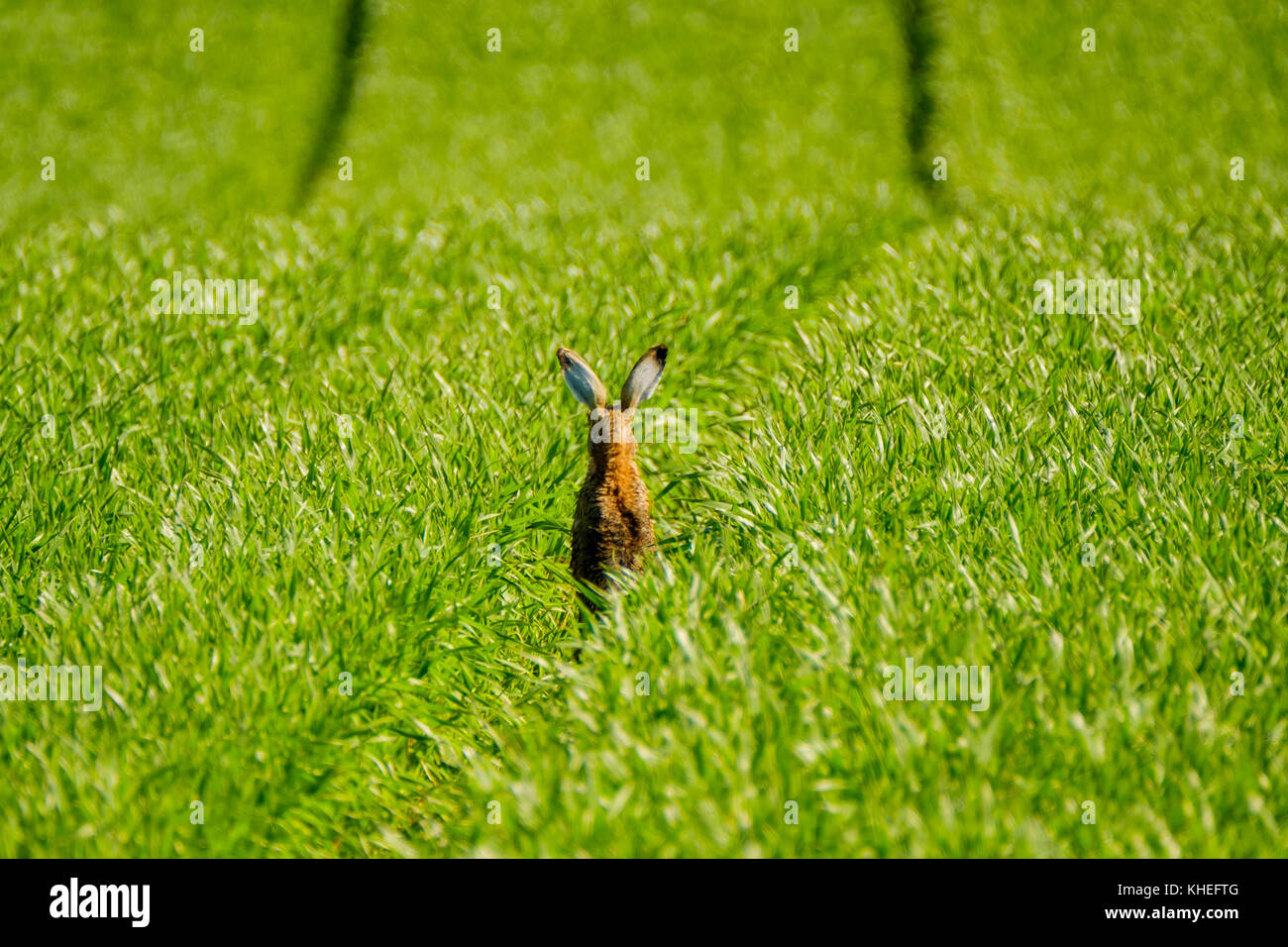Wild hare in the field Stock Photo - Alamy