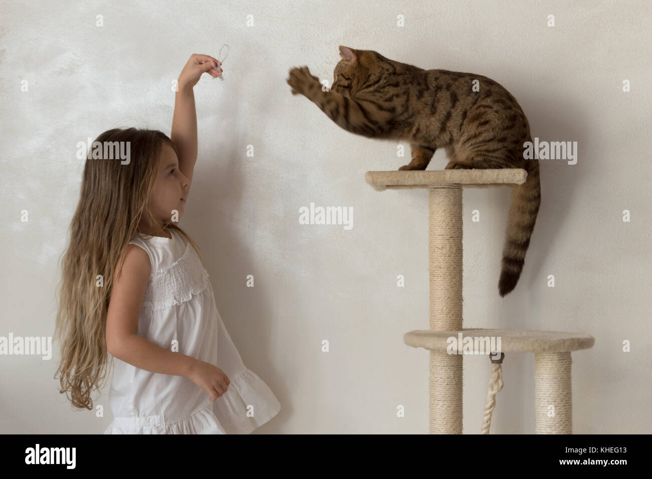 Cat playing on claw sharpener Stock Photo - Alamy