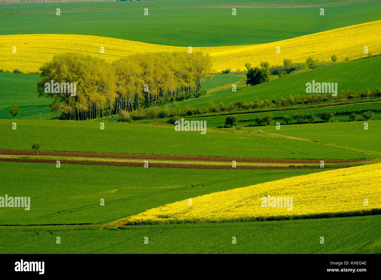 Wavy meadows spring landscape in South Moravia Stock Photo - Alamy