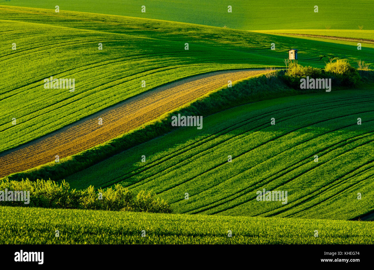 Wavy meadows spring landscape in South Moravia Stock Photo - Alamy
