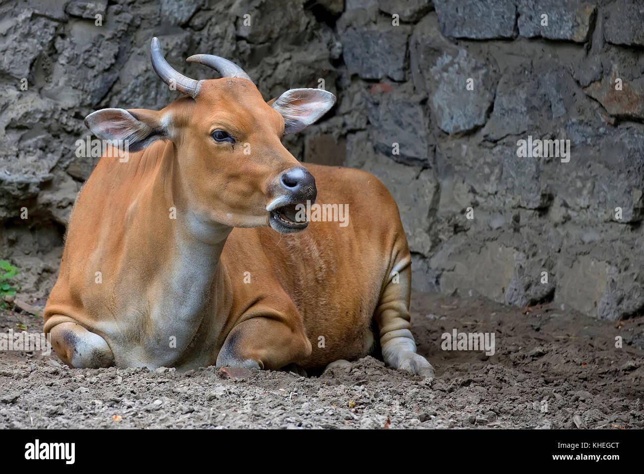 Banteng in the meadow Stock Photo - Alamy