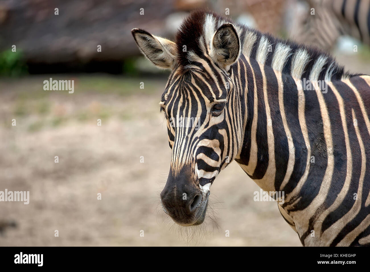 Animal zebra hi-res stock photography and images - Alamy