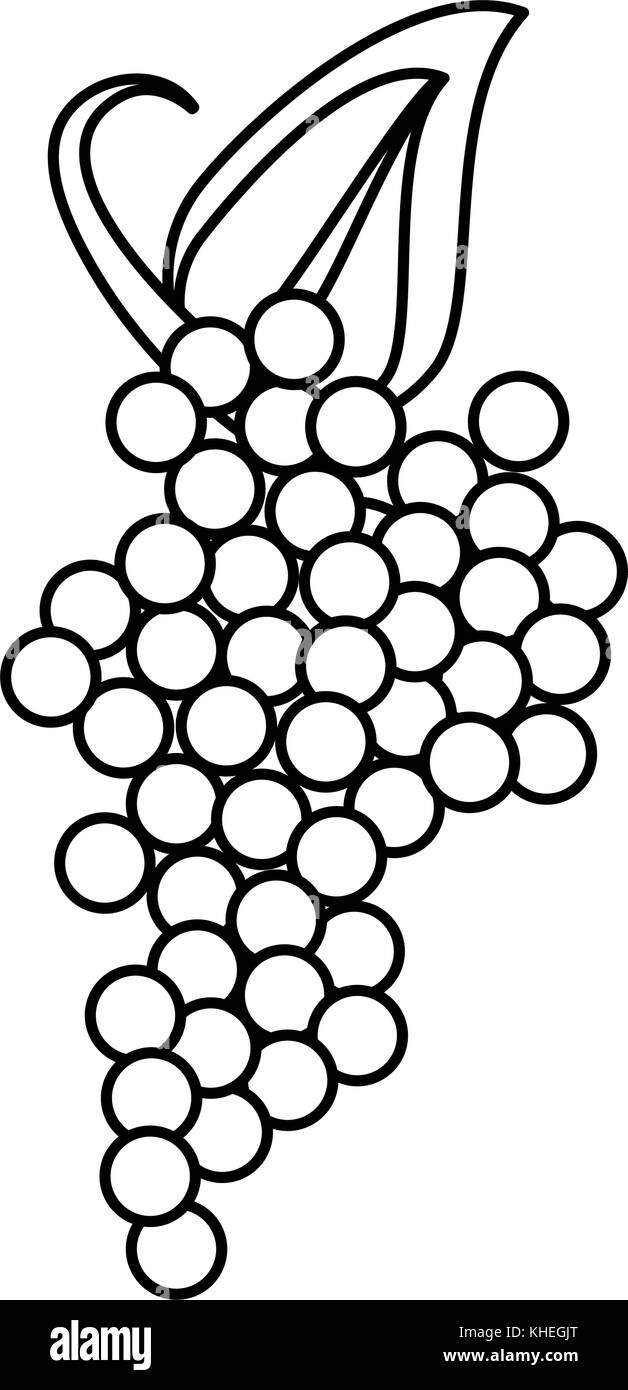 Delicious grapes fruit Stock Vector Image & Art - Alamy