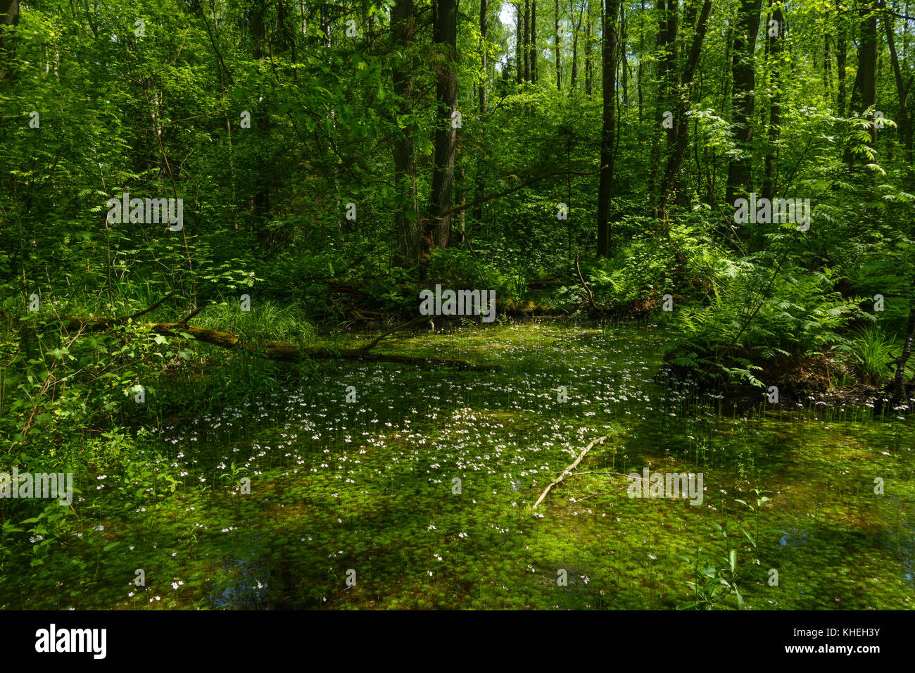 Glade in the green forest Stock Photo - Alamy