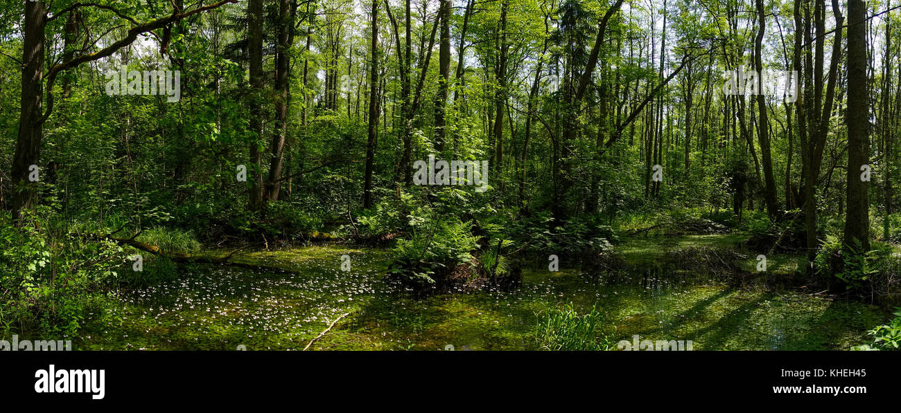 Glade in the green forest Stock Photo - Alamy