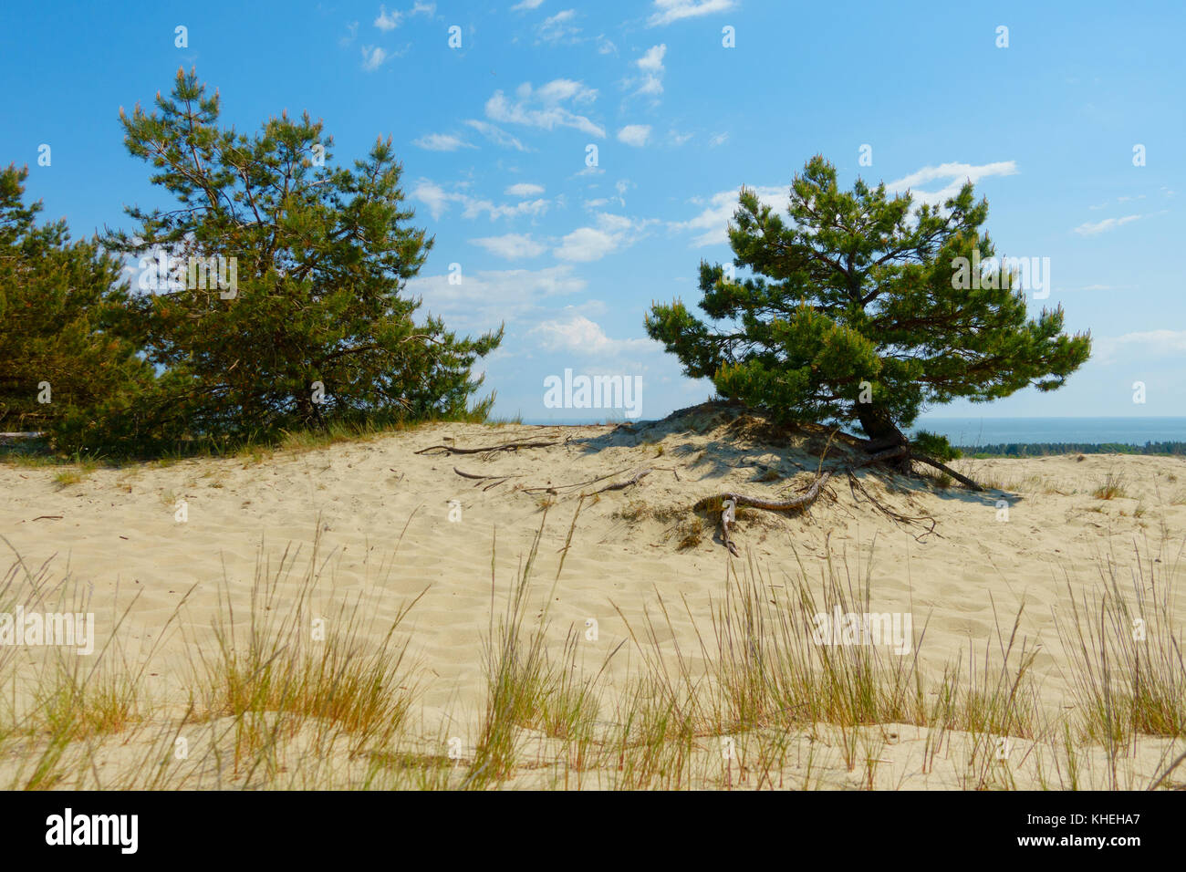Fir trees grow in the sand Stock Photo - Alamy