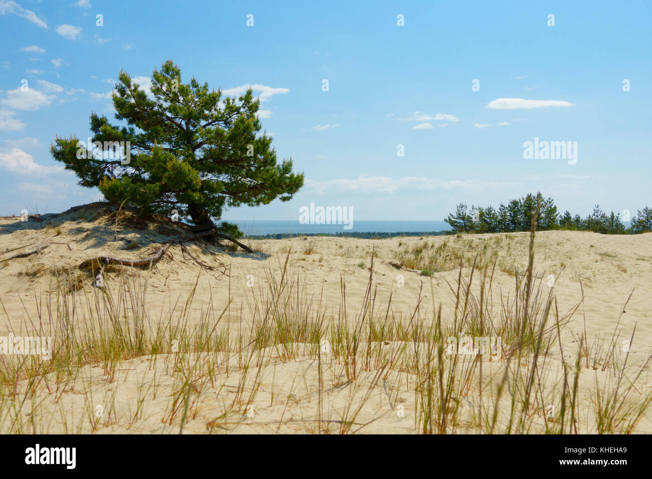 Split wood and grass hi-res stock photography and images - Alamy