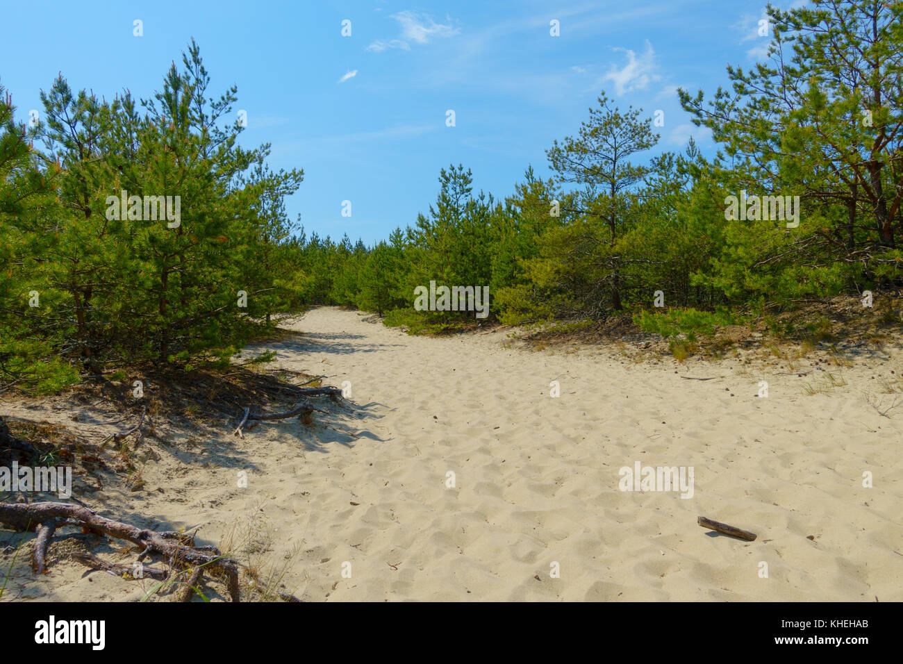 Pine forest on the dunes Stock Photo - Alamy