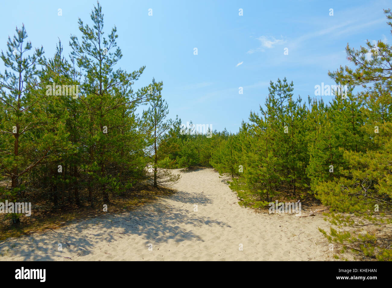 Pine forest on the dunes Stock Photo - Alamy