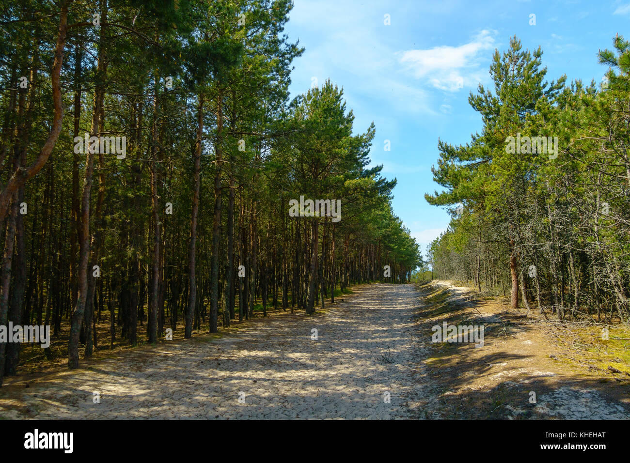 Pine forest on the dunes Stock Photo - Alamy