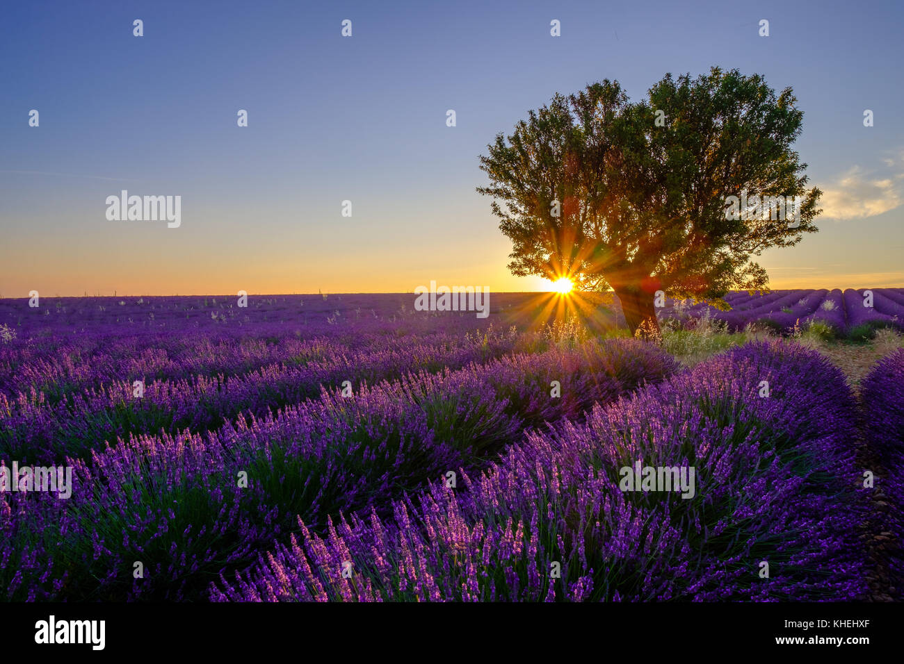 Tree in lavender field at sunset Stock Photo - Alamy