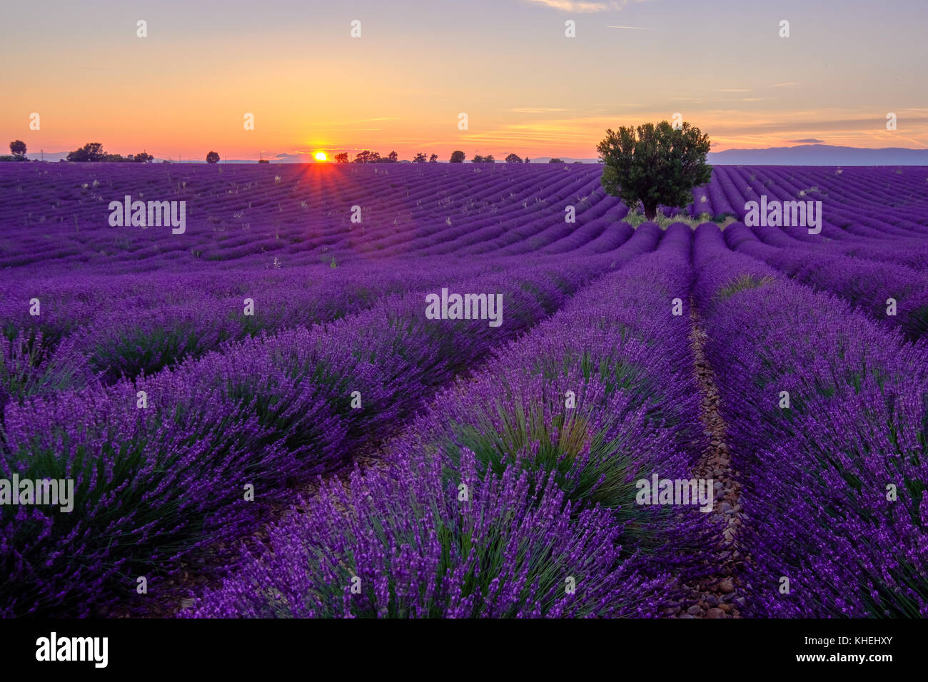 Tree in lavender field at sunset Stock Photo - Alamy