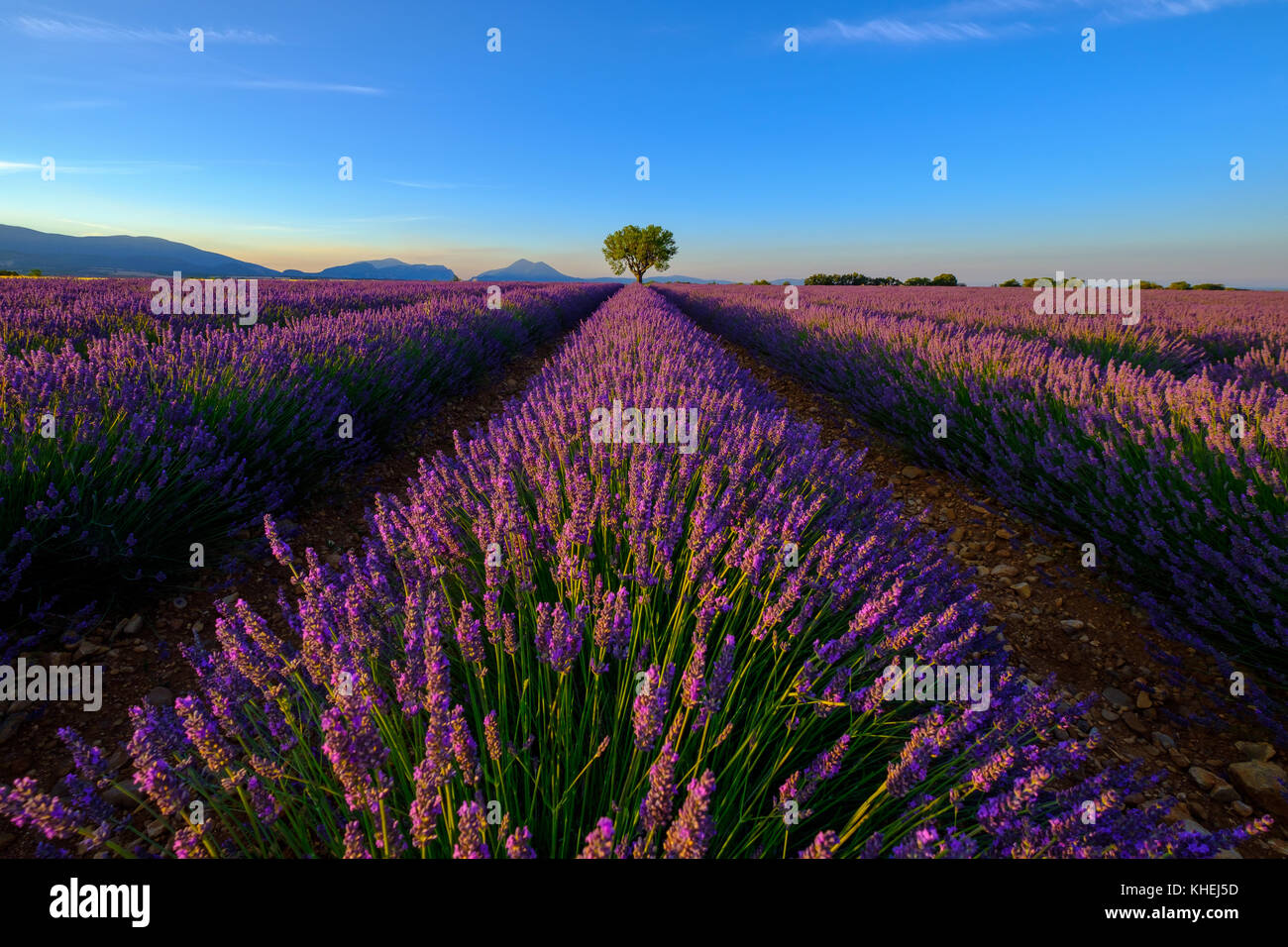 Tree in lavender field at sunset Stock Photo - Alamy