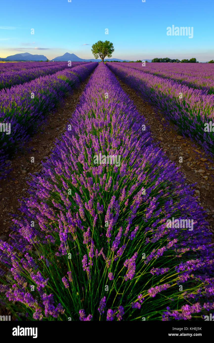 Tree in lavender field at sunset Stock Photo - Alamy