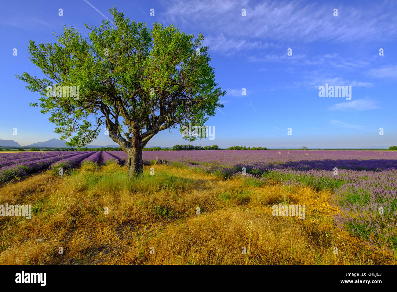 Tree in a field at Provence Stock Photo - Alamy