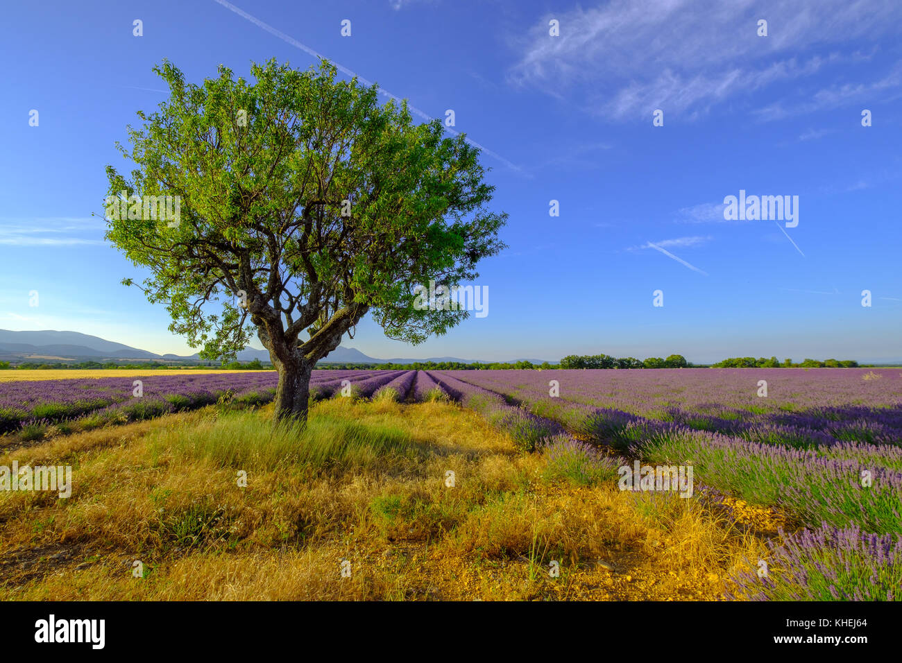 Tree in a field at Provence Stock Photo - Alamy