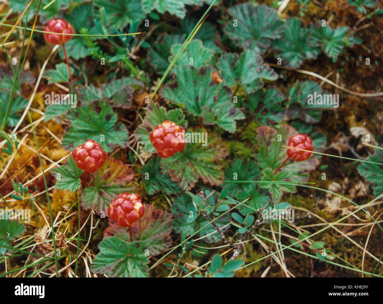 CLOUDBERRY plant with berrys on a mire in northern Sweden 2010 Stock ...