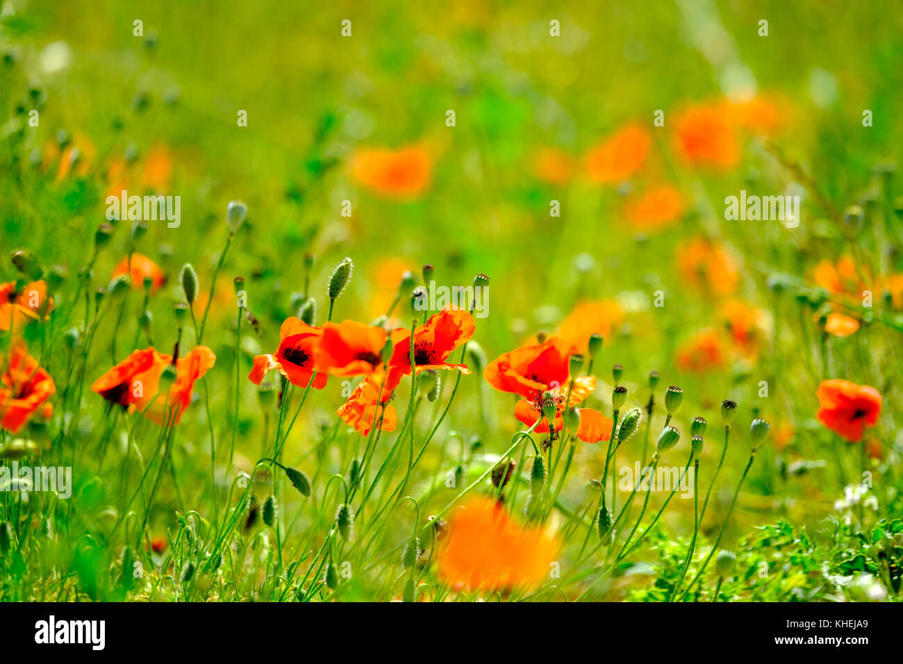 Poppy meadow at summer Stock Photo - Alamy