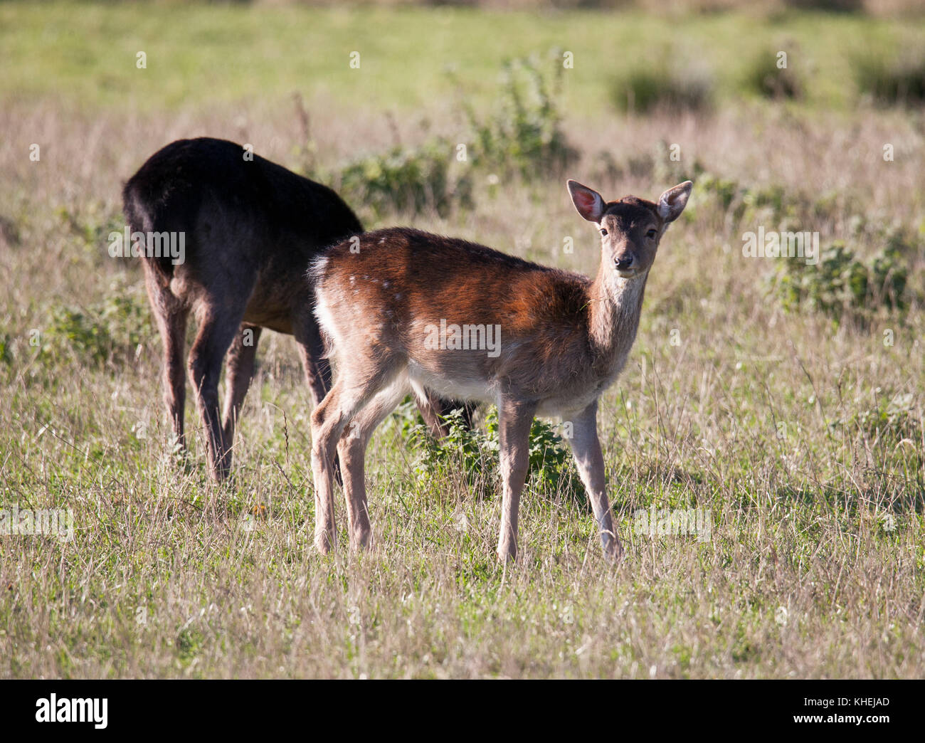 Flock of deer hi-res stock photography and images - Alamy
