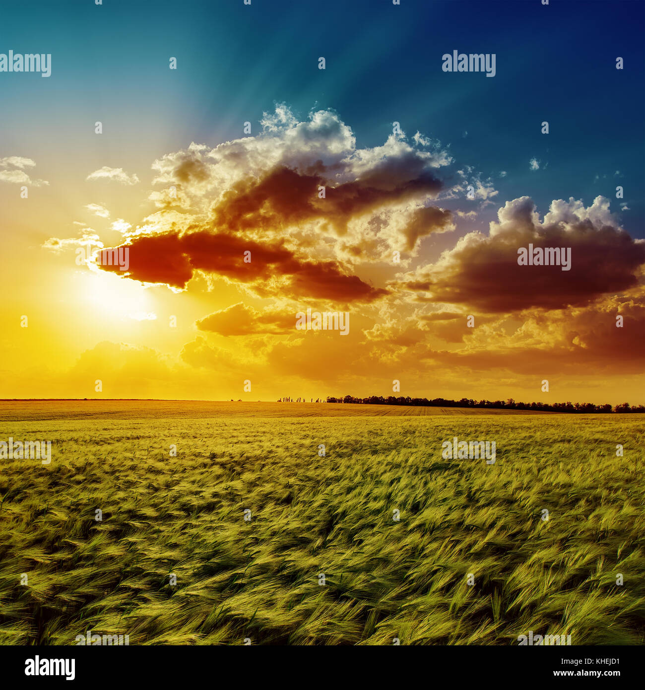 agriculture green field and orange sunset Stock Photo - Alamy