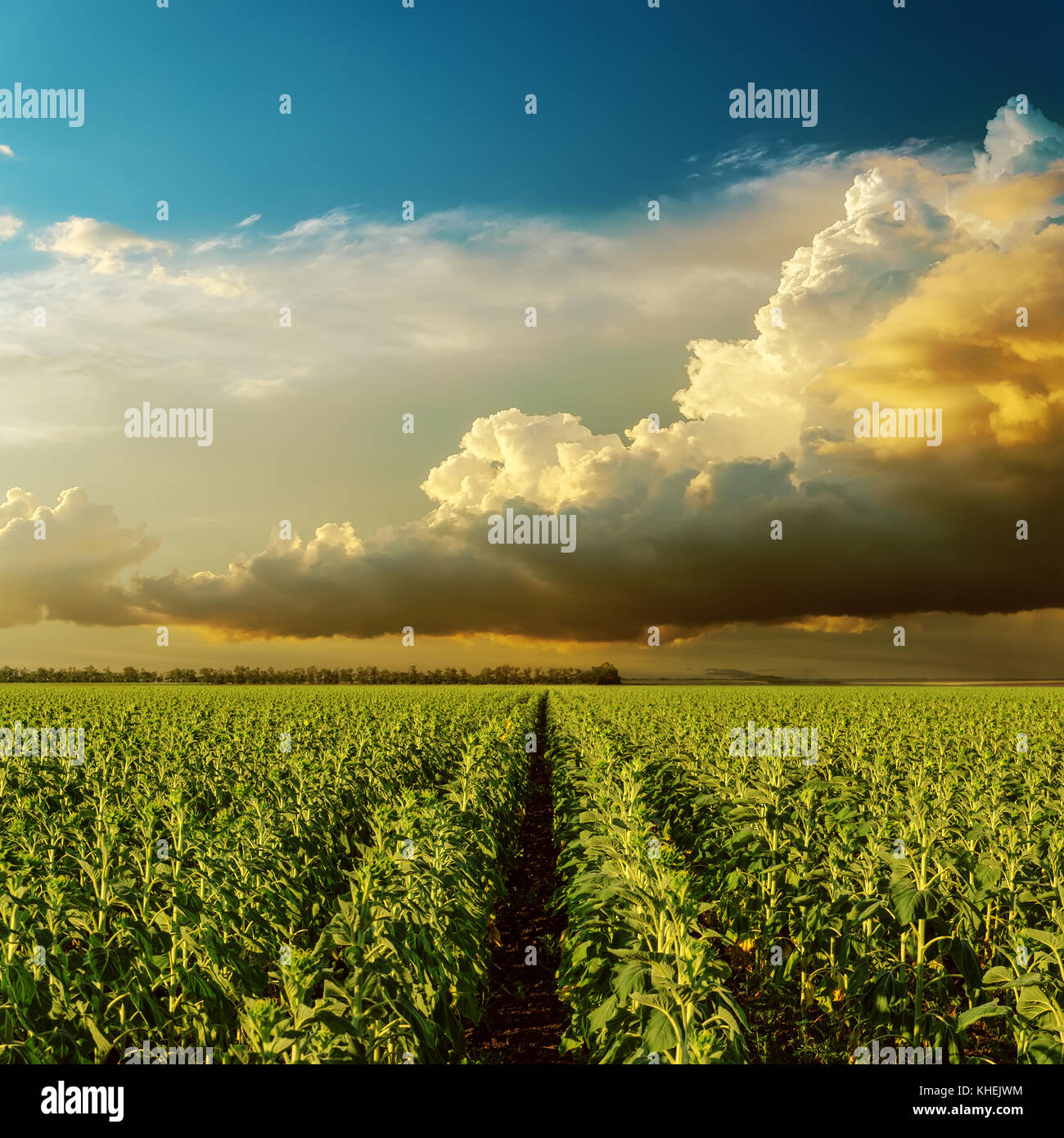 cloudy sunset over field with sunflowers Stock Photo - Alamy
