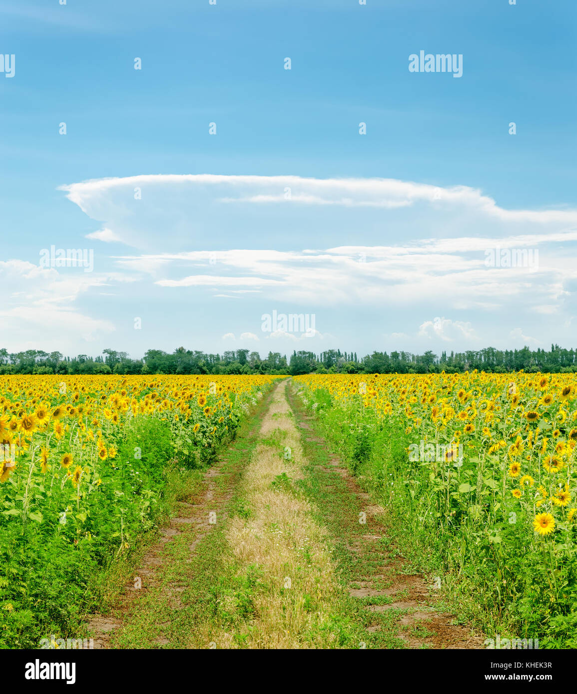 country road in field with sunflowers Stock Photo - Alamy