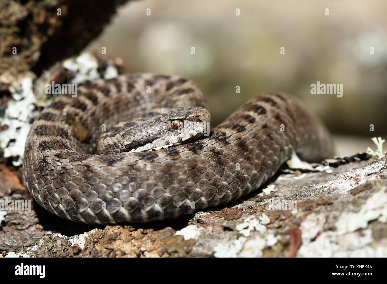 Iberian cross adder (Vipera seoanei Stock Photo - Alamy