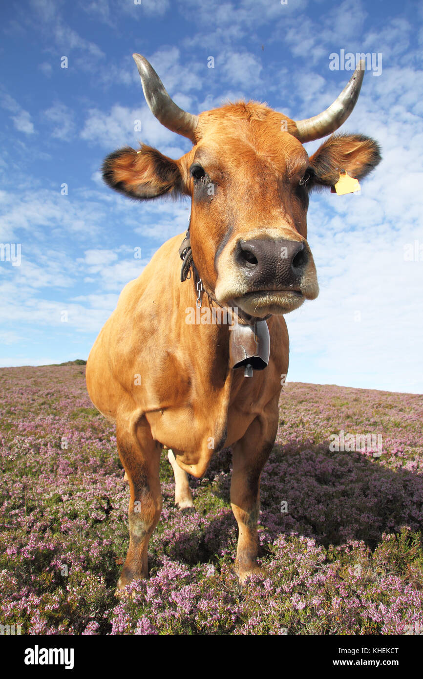Cow in the mountains of Spain Stock Photo - Alamy