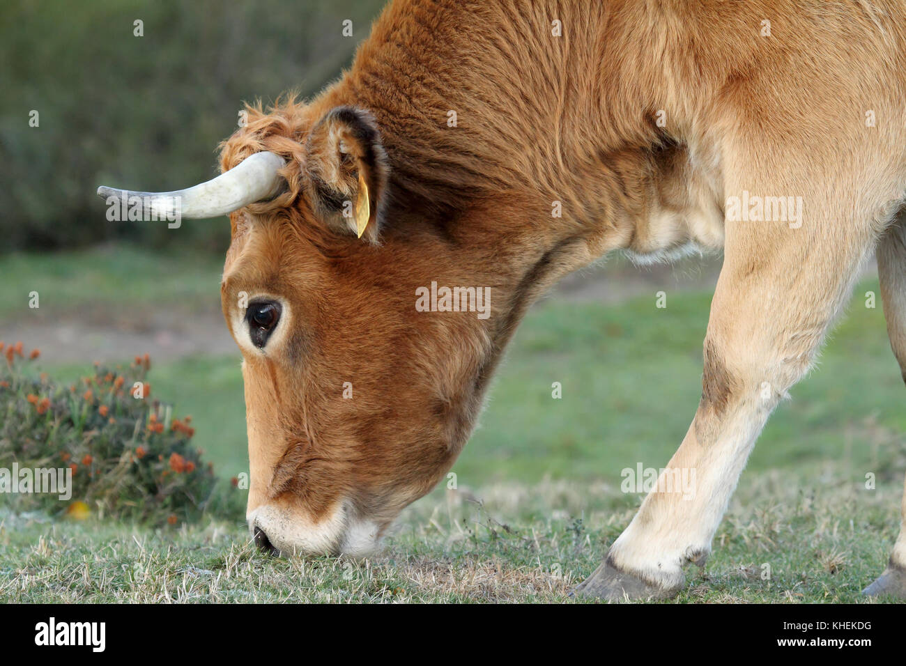 Cattle farming in spain hi-res stock photography and images - Alamy