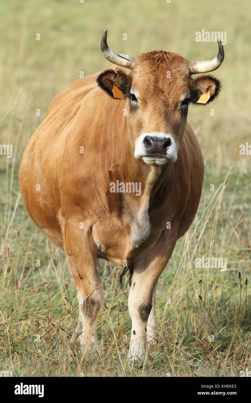 Cow in Asturias, Spain Stock Photo - Alamy