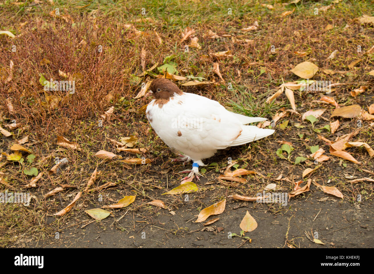 Ringed white dove sitting on the grass in autumn Park Stock Photo - Alamy