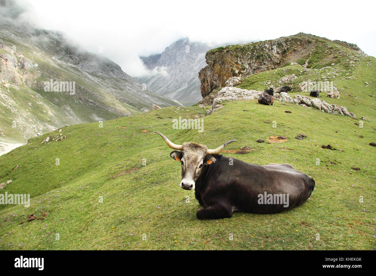 Black cow resting in Fuente De, Picos de Europa, Cantabria, Spain Stock ...