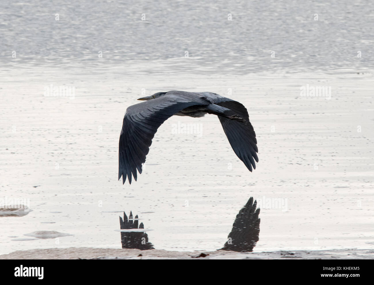 Grey Heron in flight Stock Photo - Alamy