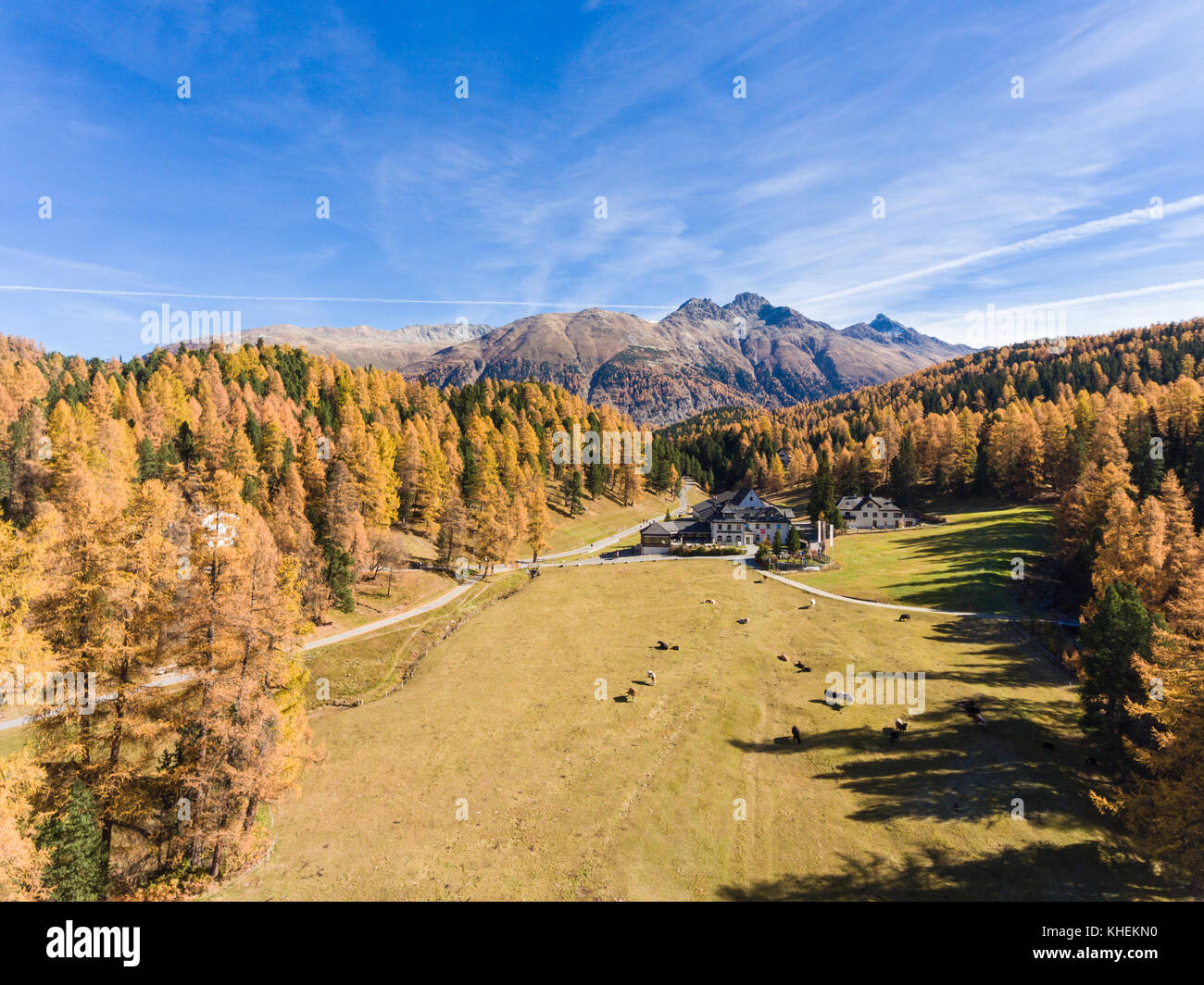 Autumn in Engadine, Swiss Alps. Forest with little huts and cows in a ...