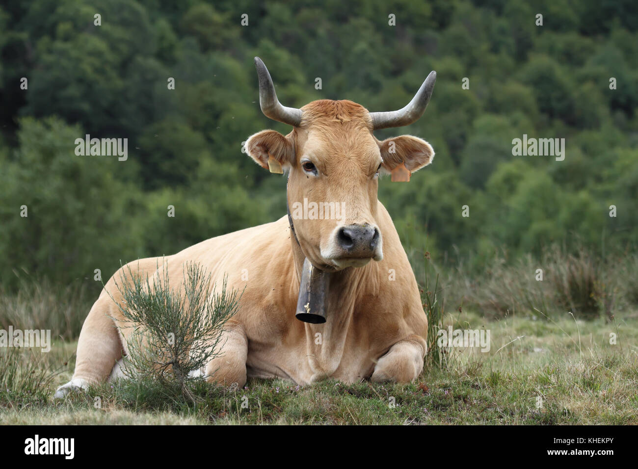 Cow in Asturias, Spain Stock Photo - Alamy