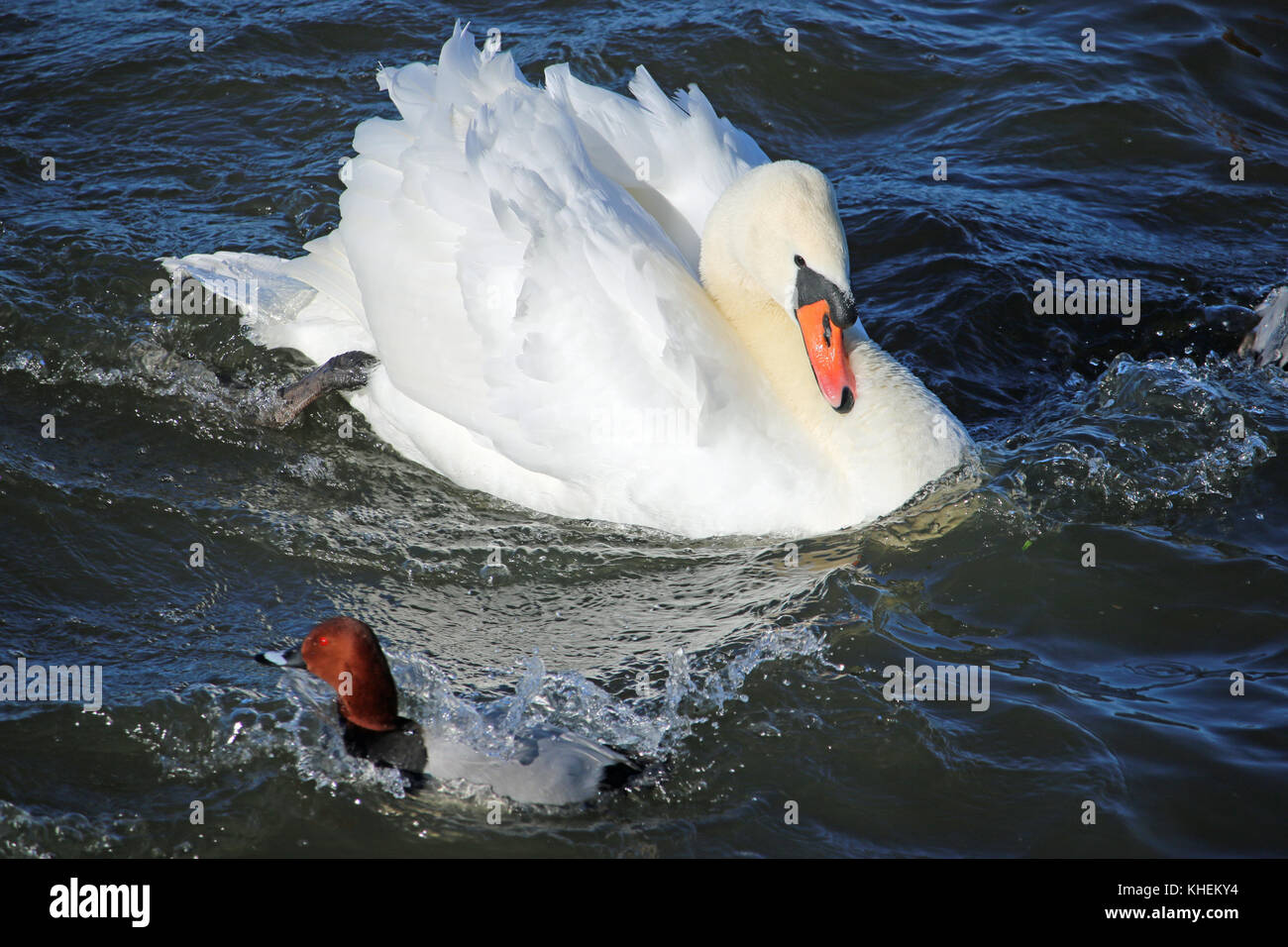 Mute swan (Cygnus olor) floating on water with wings raised and a ...