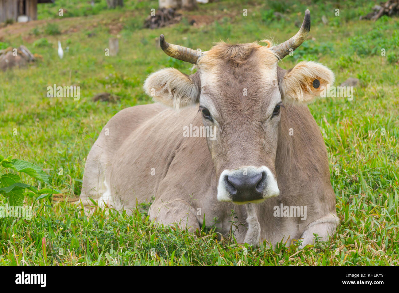 Ox in a Farm in Gramado, Rio Grande do Sul, Brazil Stock Photo - Alamy