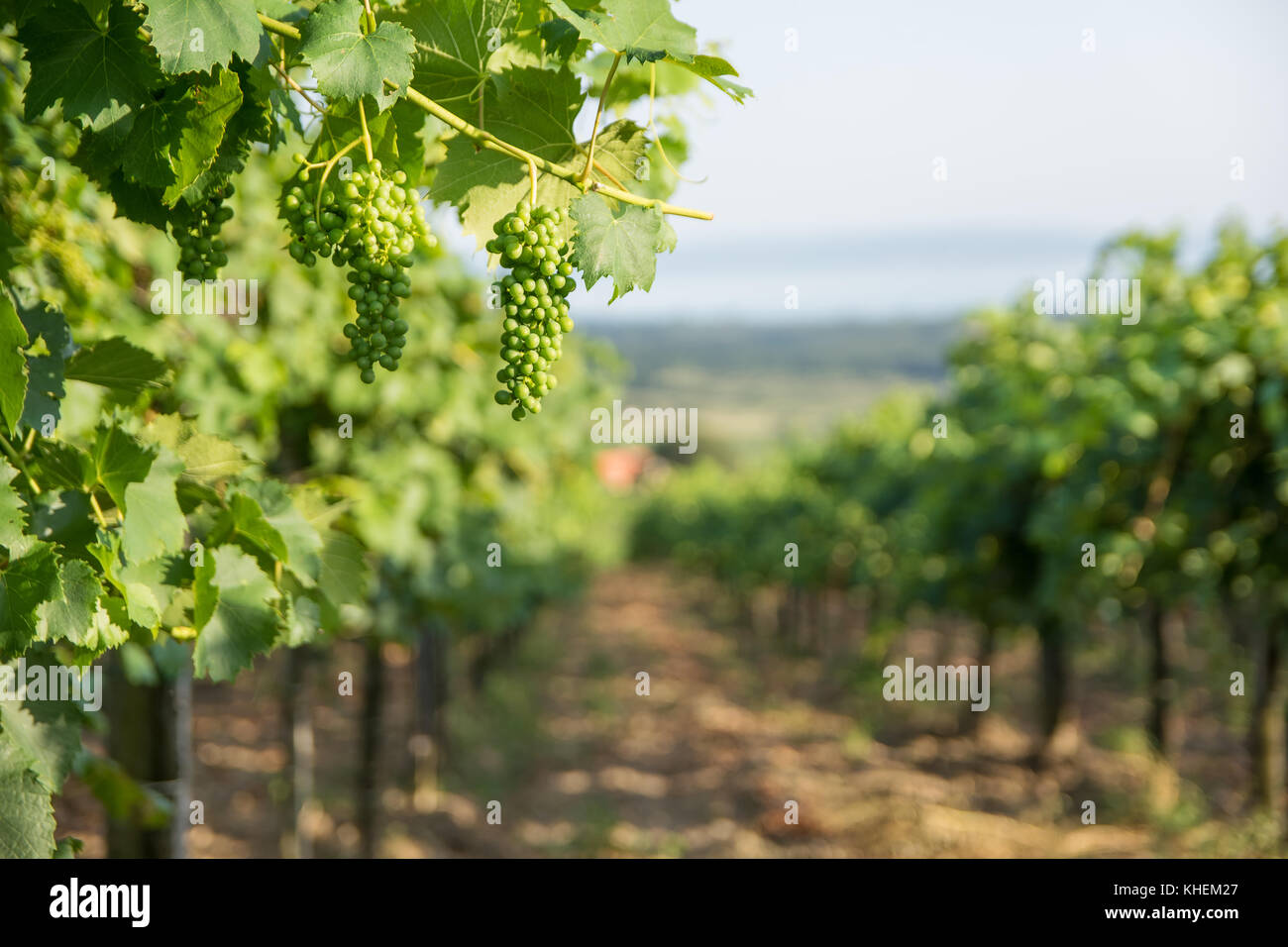 Green grapes on branch with leaves in Balaton wine region, Hungary ...