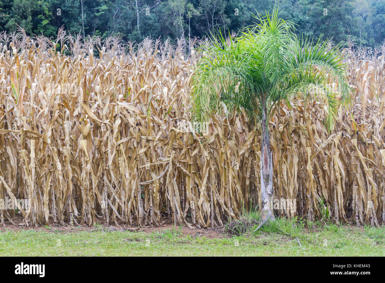 Corn plantation Gramado, Rio Grande do Sul, Brazil Stock Photo - Alamy