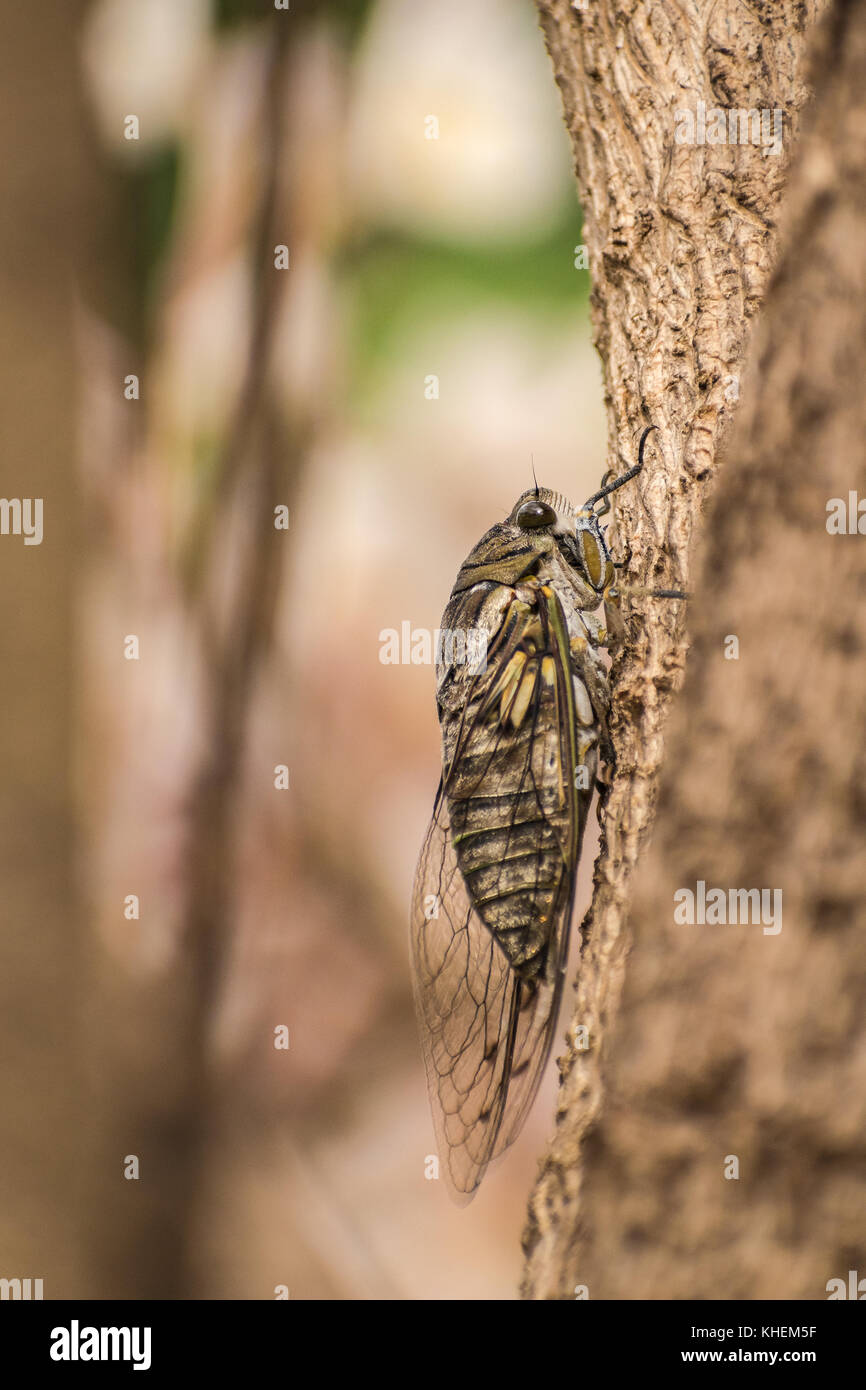 Big cicada hi-res stock photography and images - Alamy
