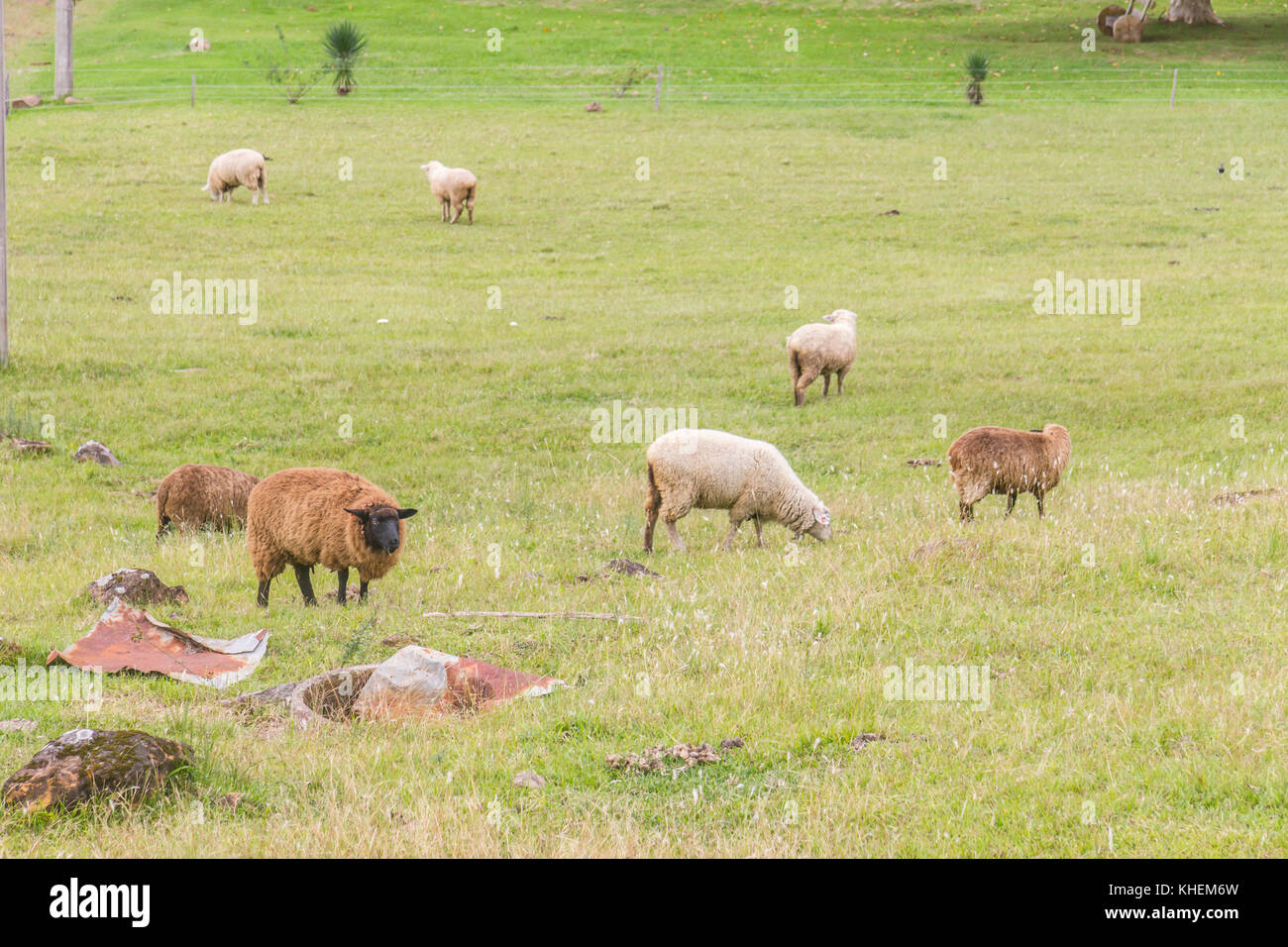 Sheeps in Farm in Gramado, Rio Grande do Sul, Brazil Stock Photo - Alamy
