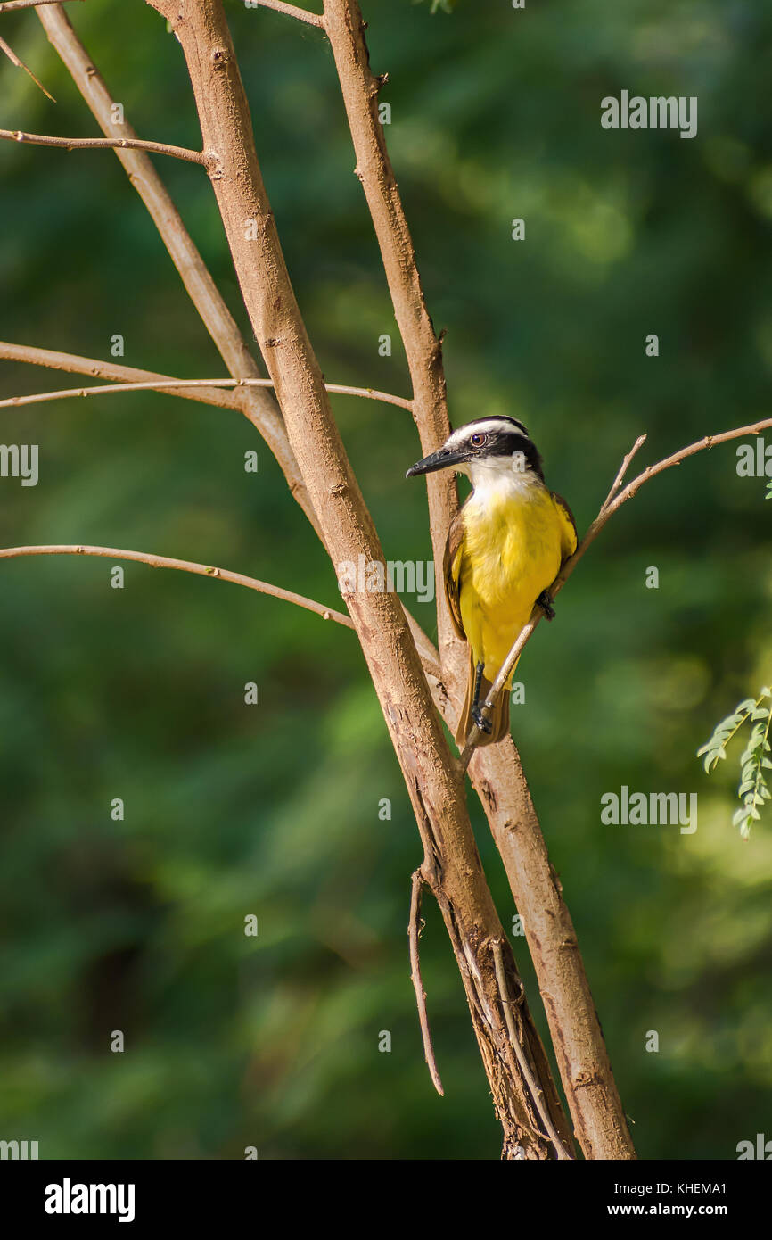 Birds From Brazil Stock Photo - Alamy