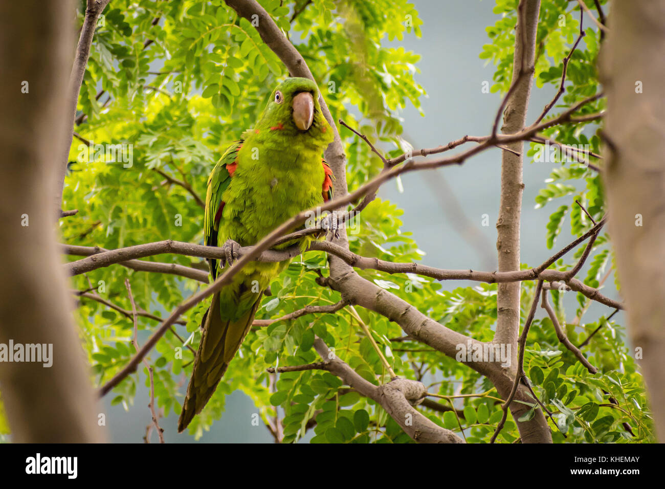 Birds From Brazil Stock Photo - Alamy