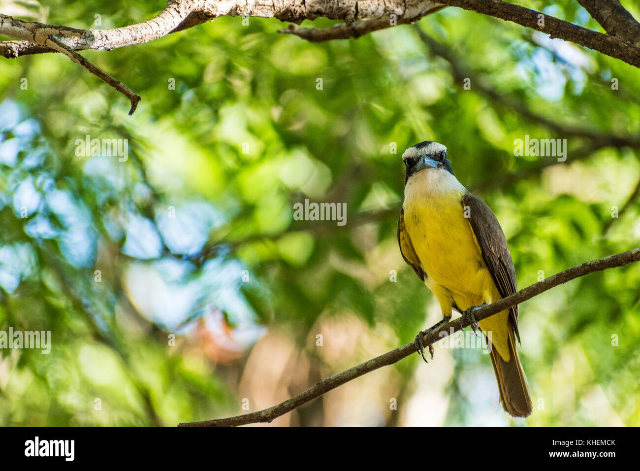 Birds From Brazil Stock Photo - Alamy