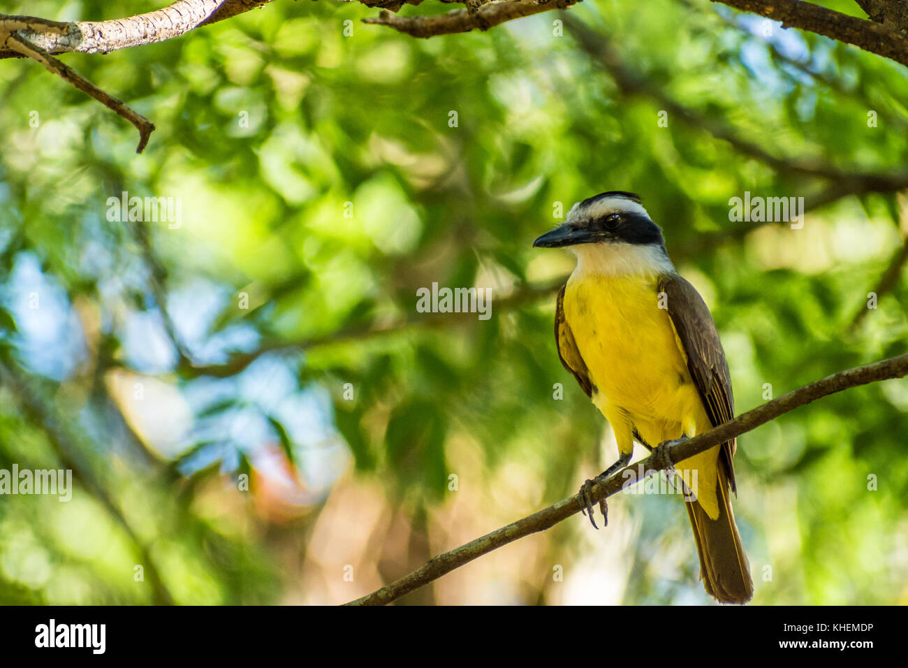 Birds From Brazil Stock Photo - Alamy