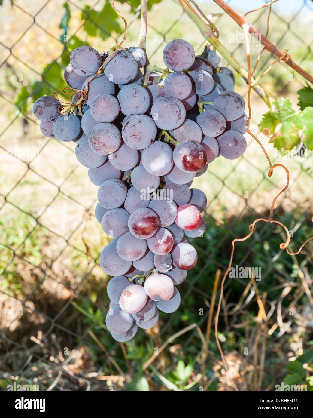 Racimo Stock Photos & Racimo Stock Images - Alamy