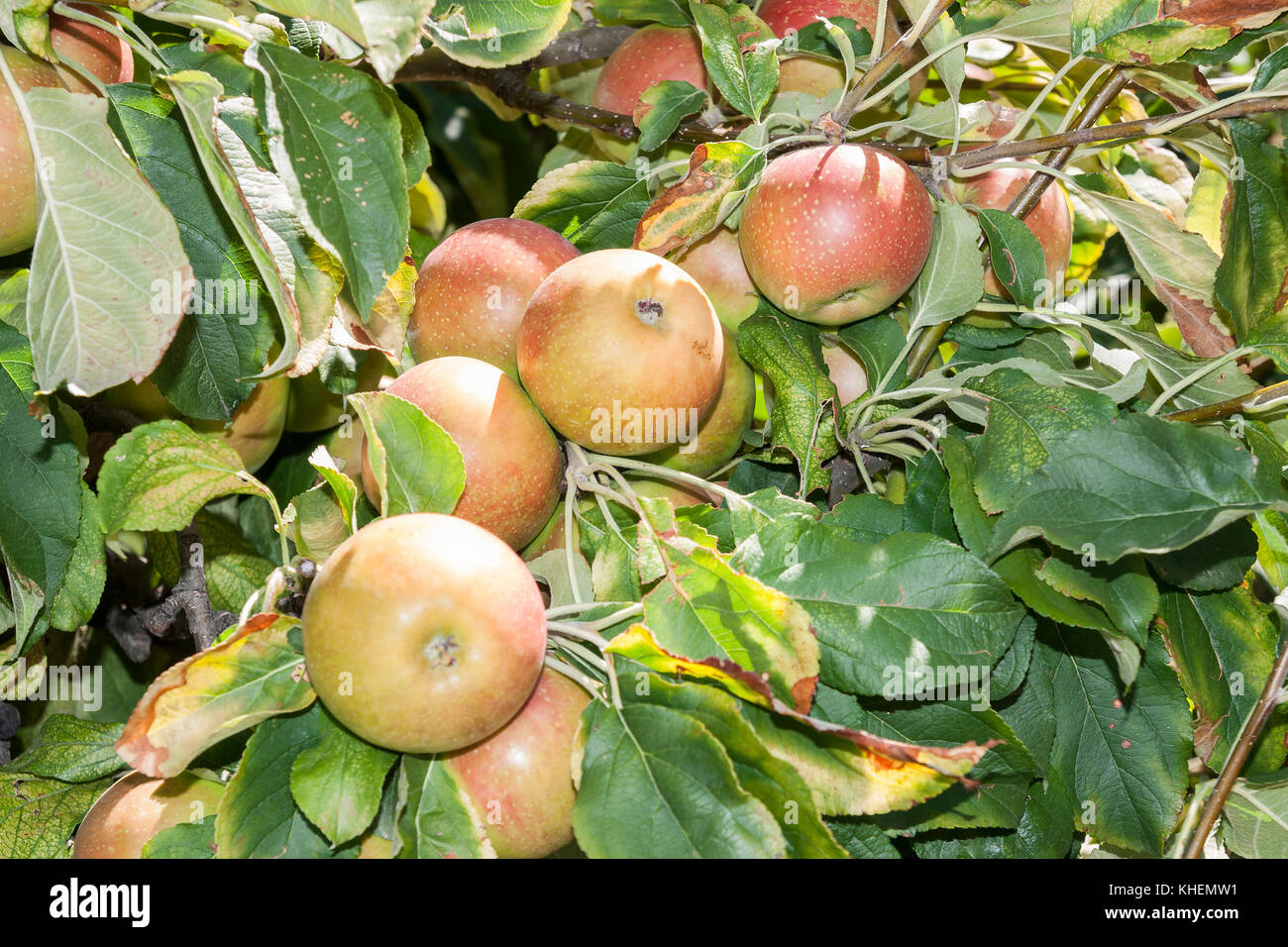 Cinco manzanas hi-res stock photography and images - Alamy