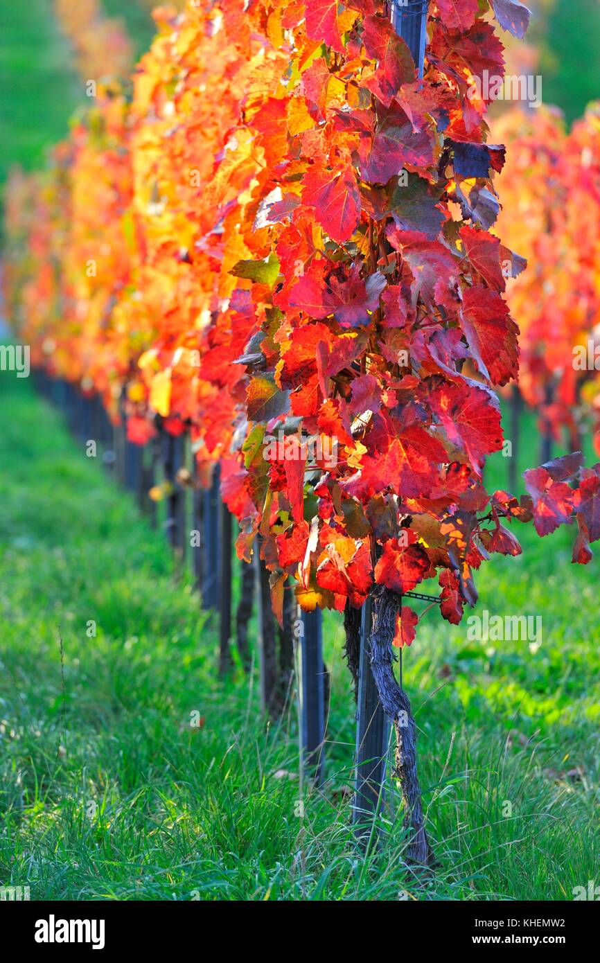 Weinreben, Baden-Württemberg, Germany Stock Photo - Alamy