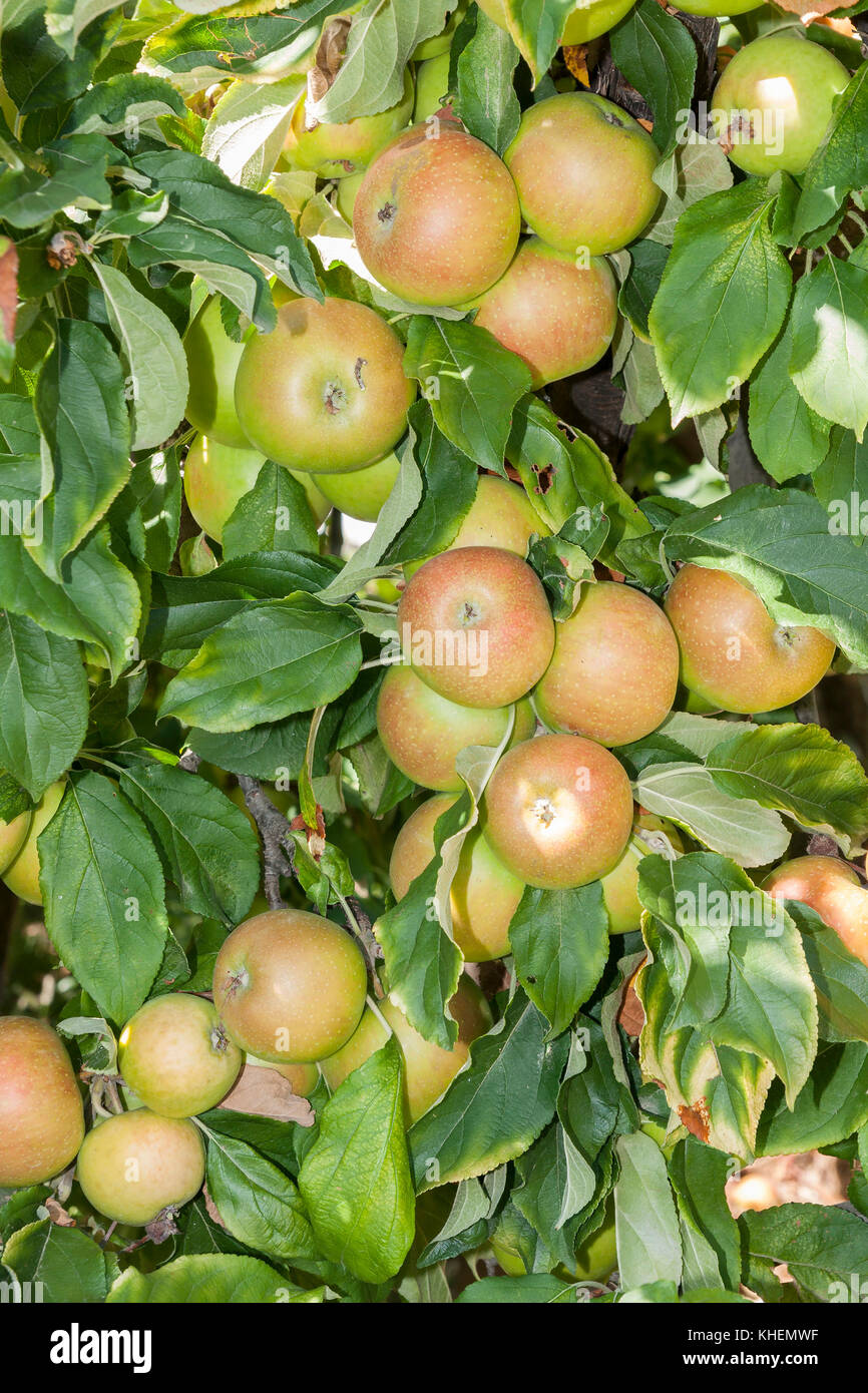 Cinco manzanas hi-res stock photography and images - Alamy